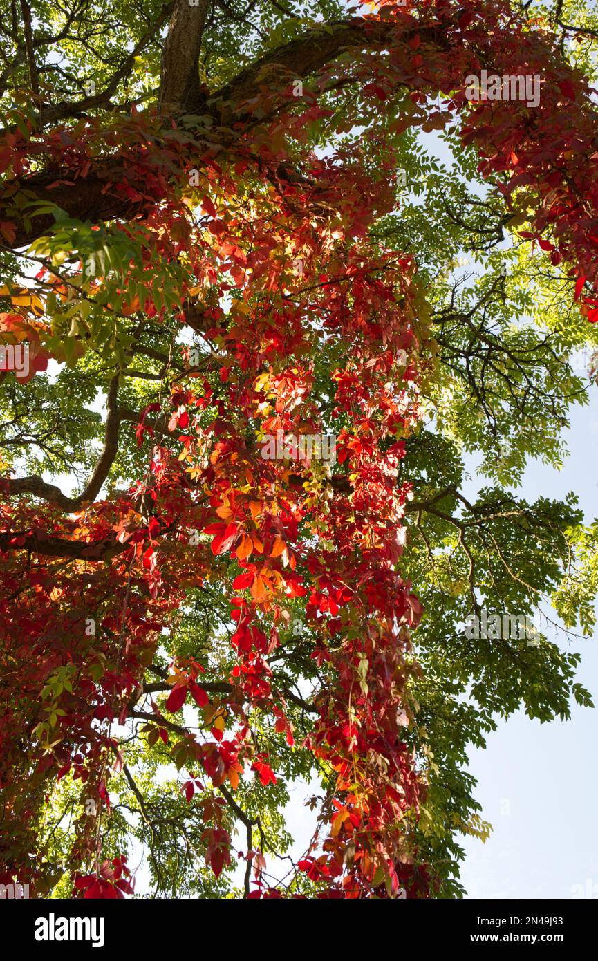 Virginia creeper garden hi-res stock photography and images - Alamy