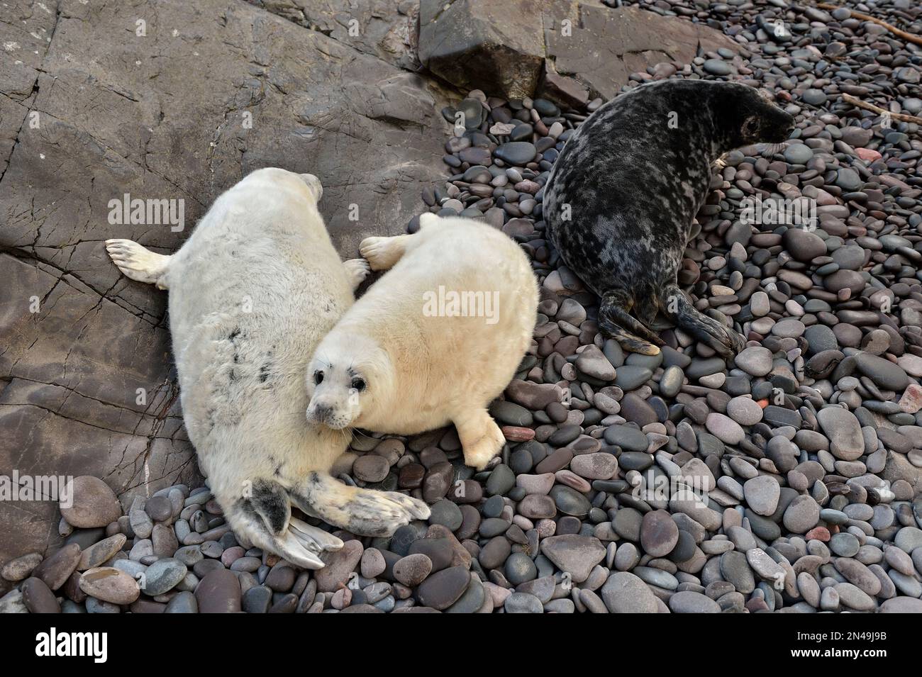 Grey Seal (Halichoerus grypus) white and grey coat pups, St Abbs Head ...