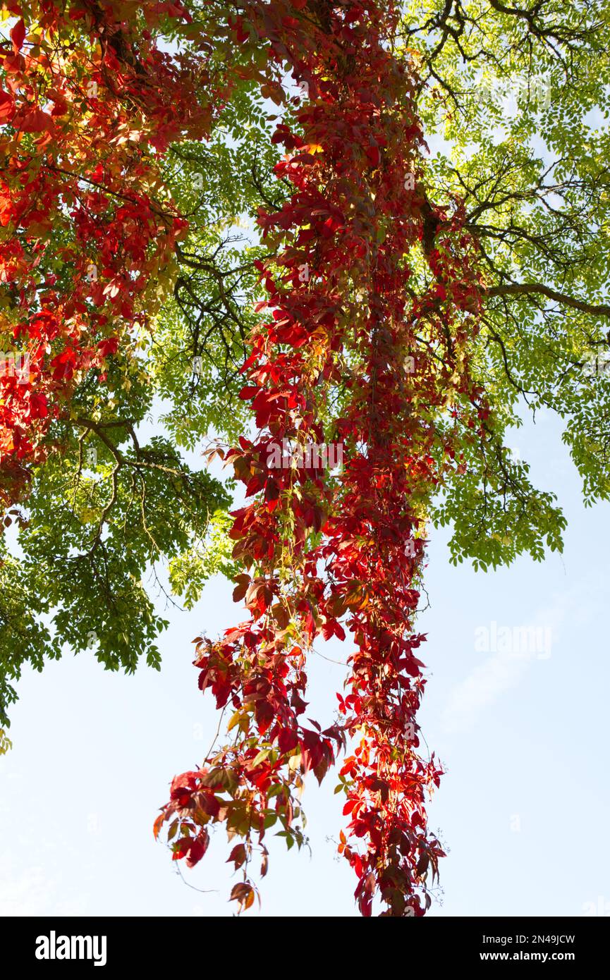 Virginia creeper garden hi-res stock photography and images - Alamy