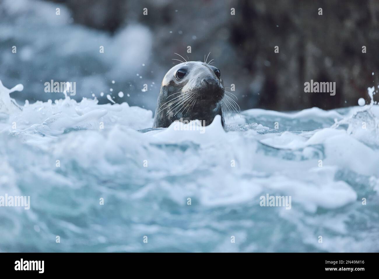 Grey Seal (Halichoerus grypus) cow in surf returning to rocky shore to ...