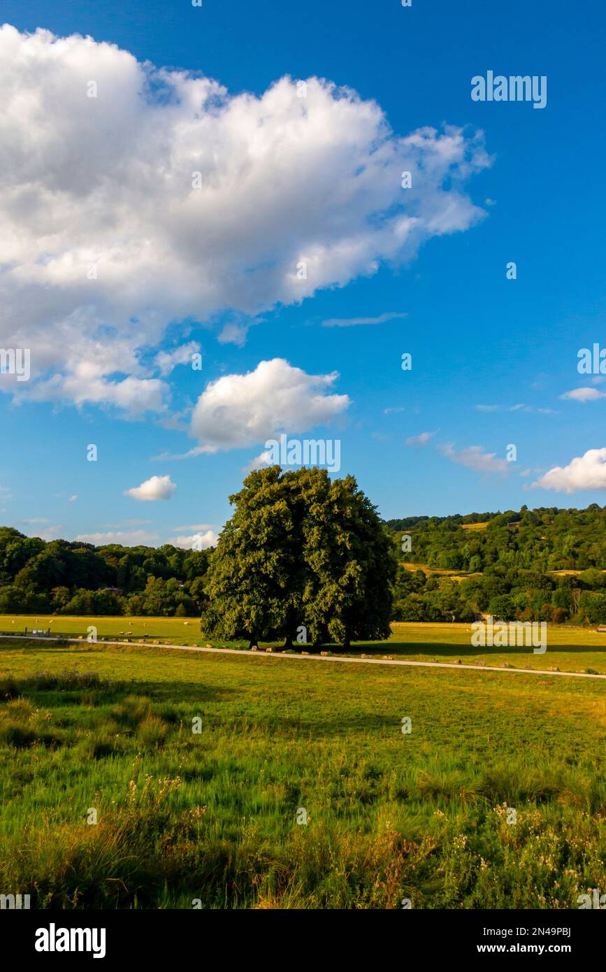 Landscape with trees in summer at Cromford Meadows in the Derwent ...