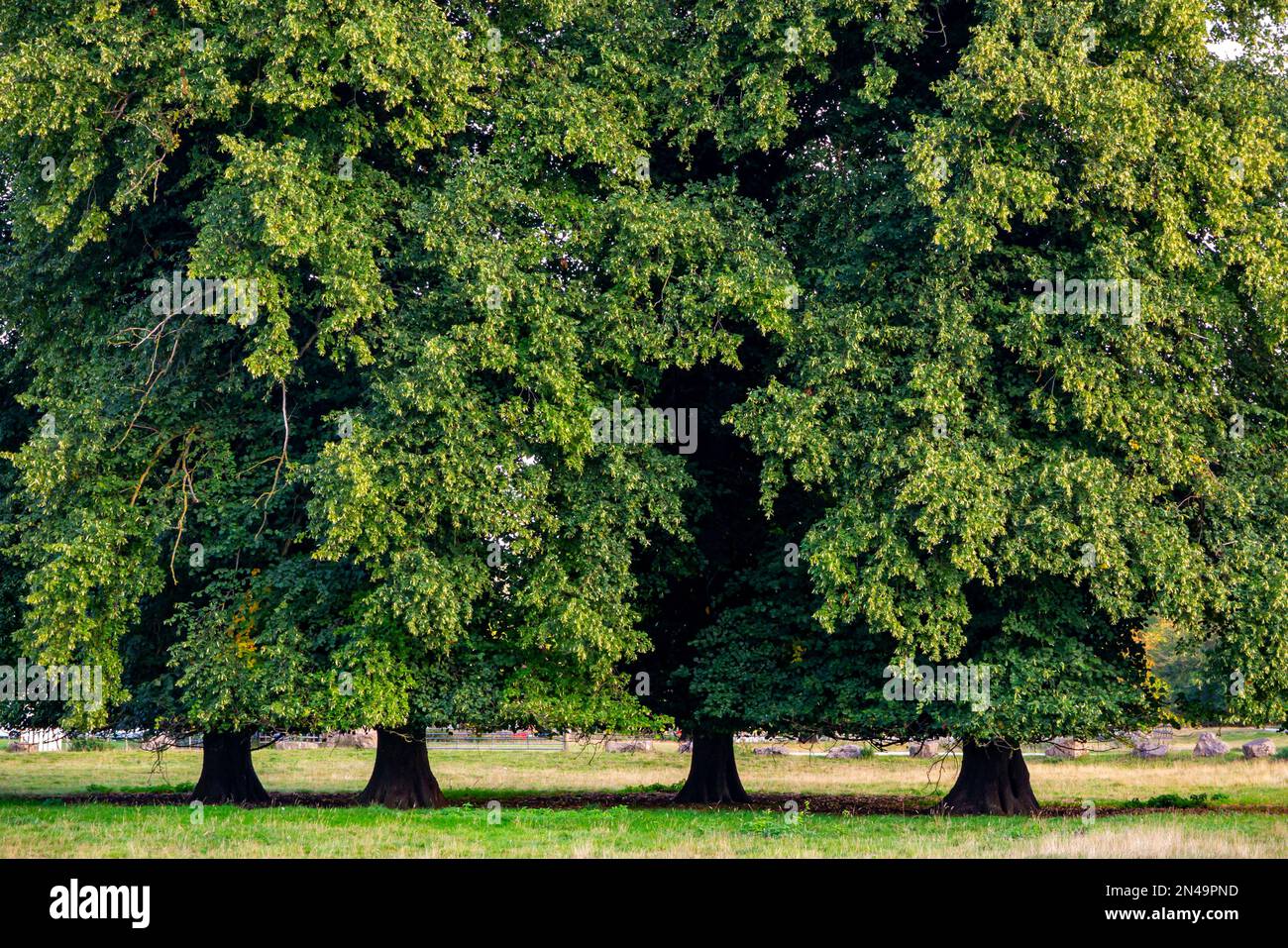 Landscape with trees in summer at Cromford Meadows in the Derwent ...