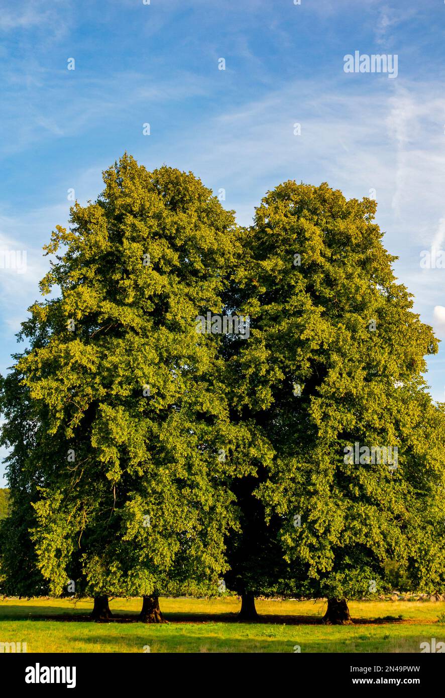 Landscape with trees in summer at Cromford Meadows in the Derwent ...