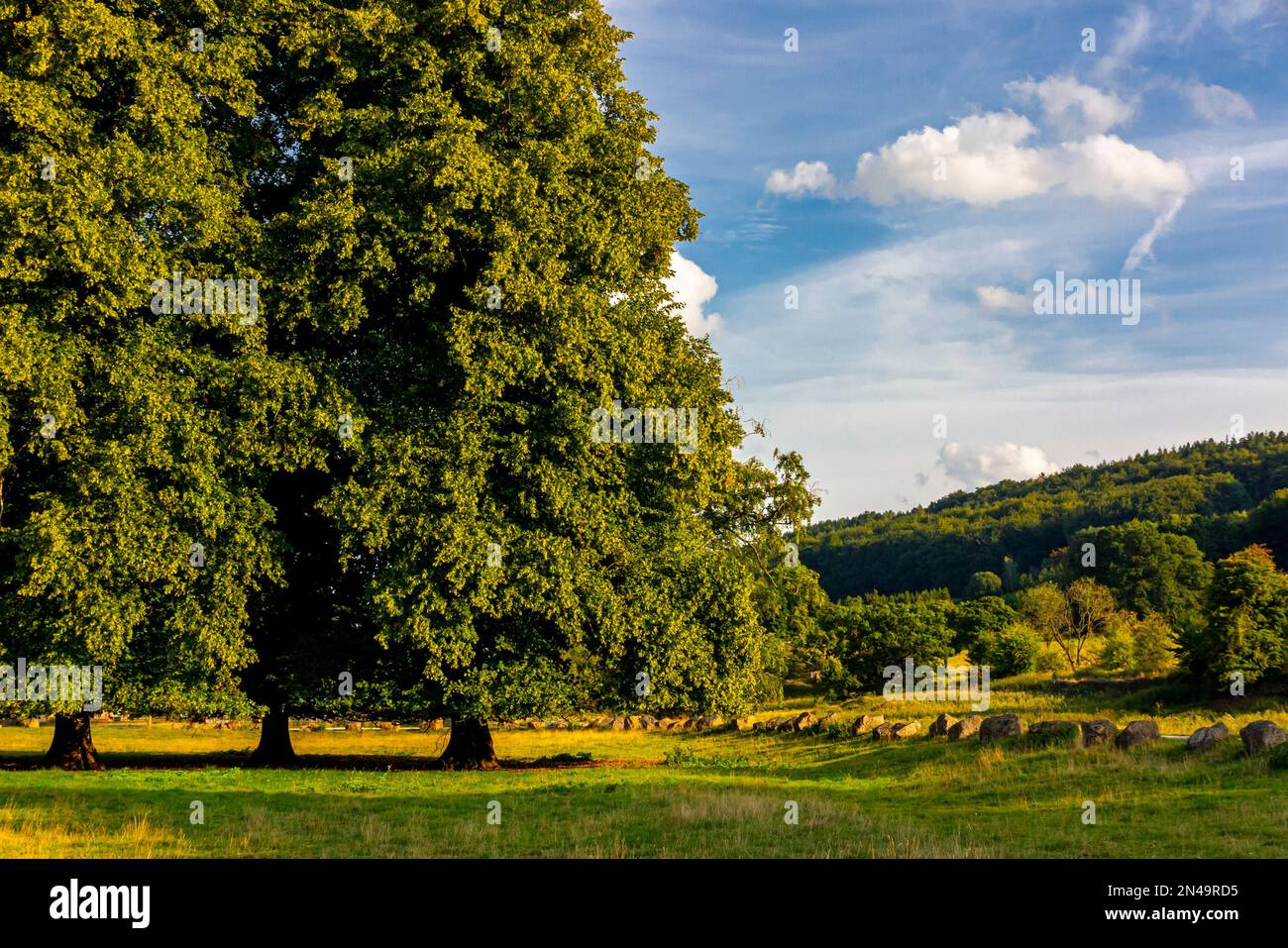 Landscape with trees in summer at Cromford Meadows in the Derwent ...