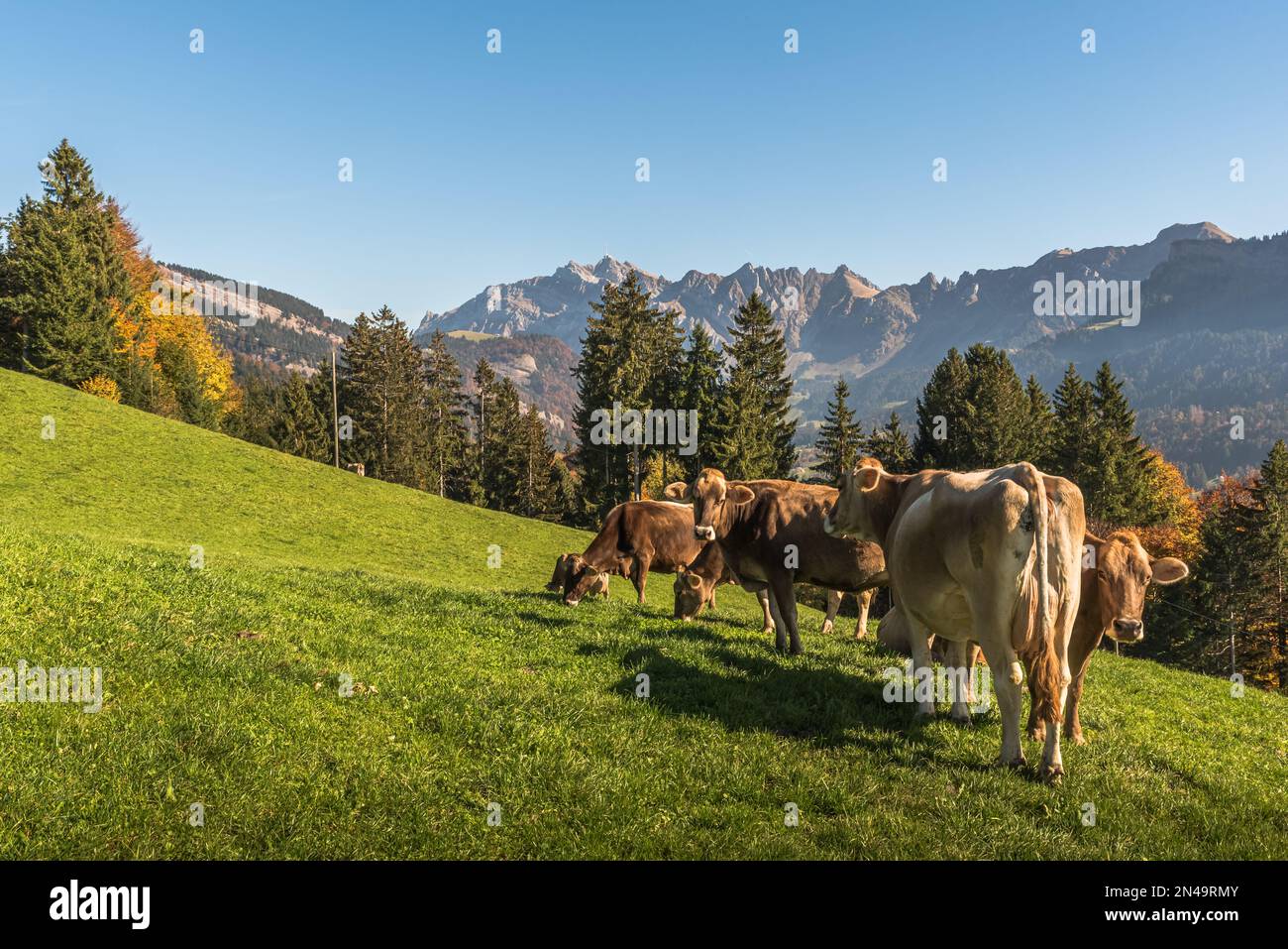Brown swiss cow autumn hi-res stock photography and images - Alamy