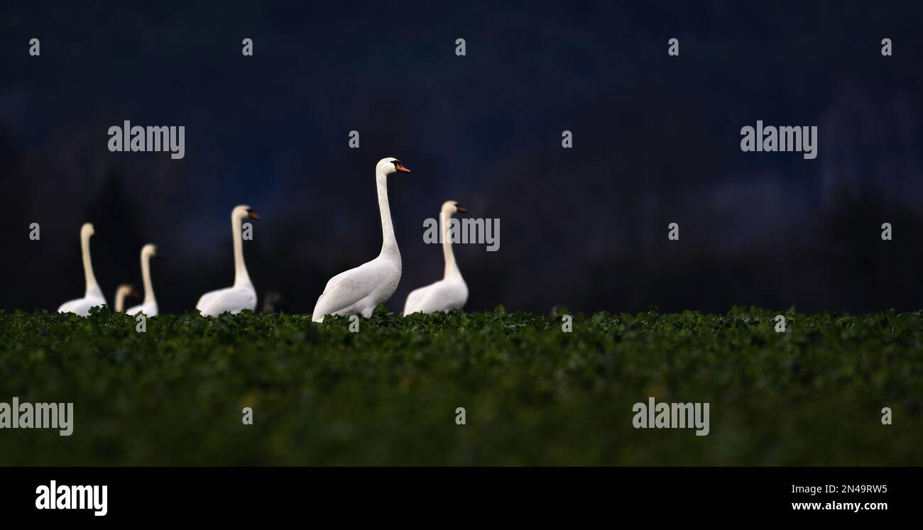 Swans are looking for food in the cabbage field, the best photo Stock ...