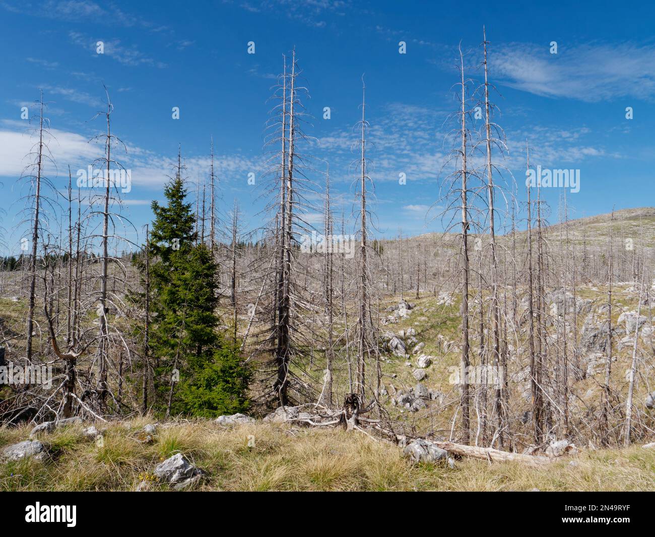 Burned dead forest. Aftermath of a devastating fire. Consequences of ...