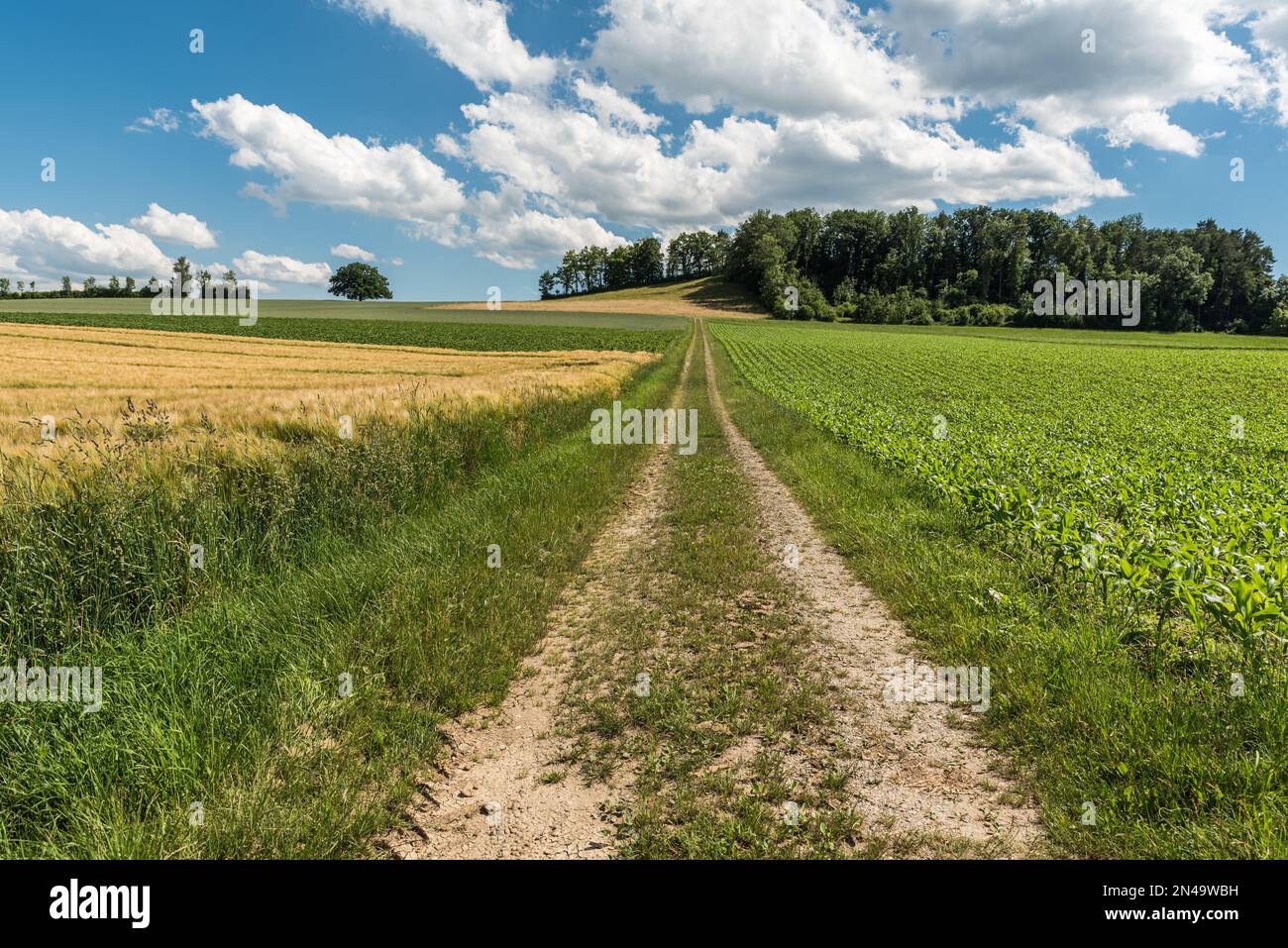 Rural scene with country lane and cultivated fields in Switzerland ...