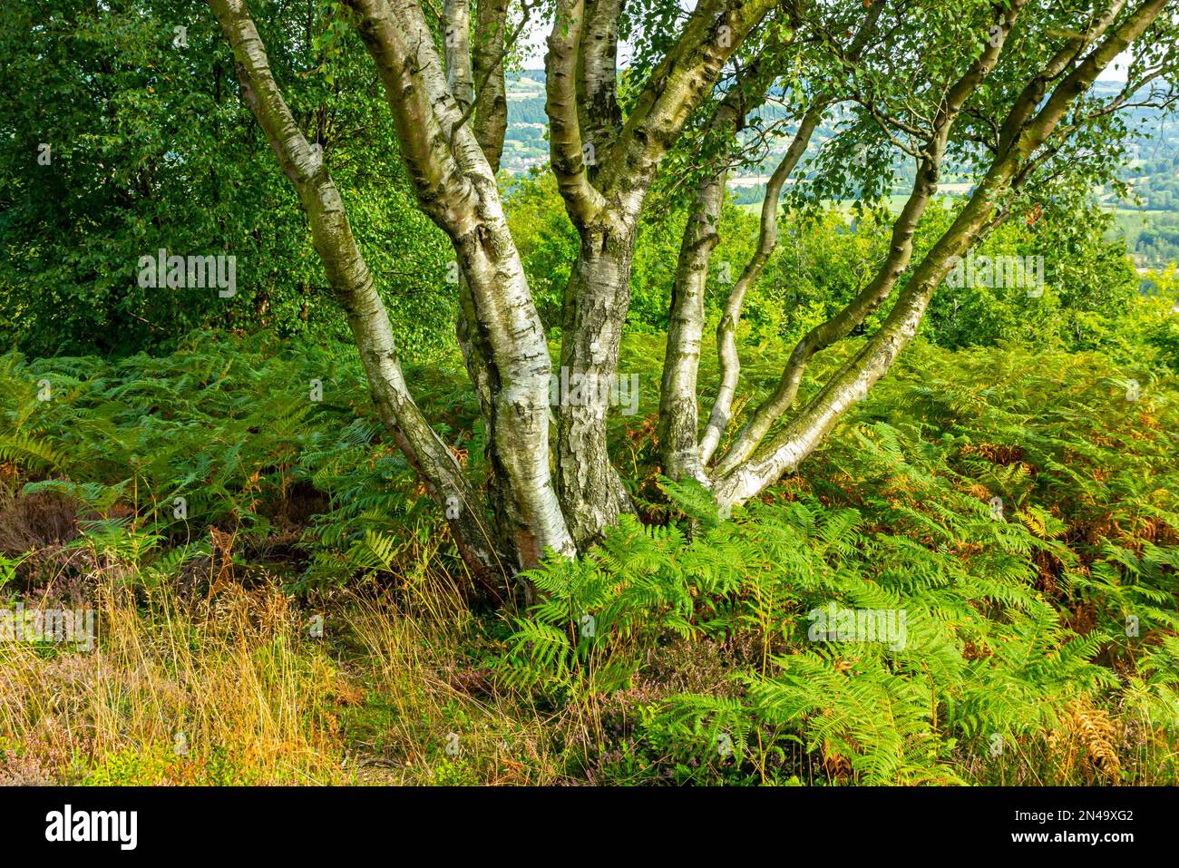Trees in late summer on Stanton Moor between Matlock and Bakewell in ...
