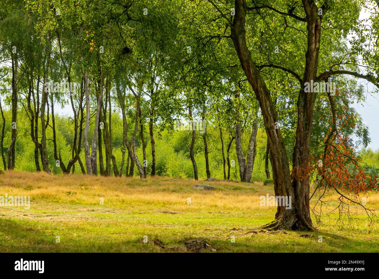 Trees in late summer on Stanton Moor between Matlock and Bakewell in ...