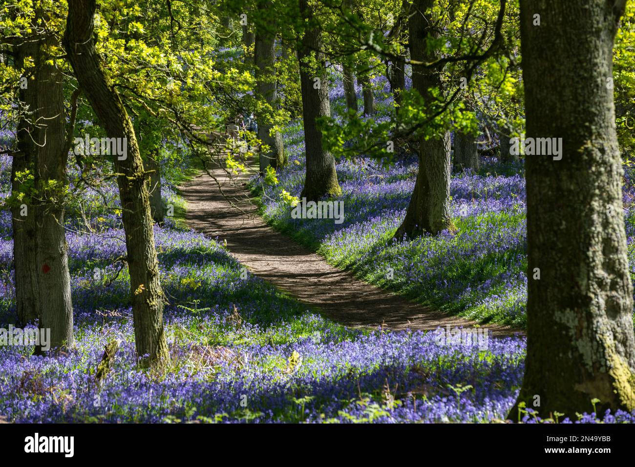 Bluebell bloom in Kinclaven Bluebell Wood Stock Photo - Alamy