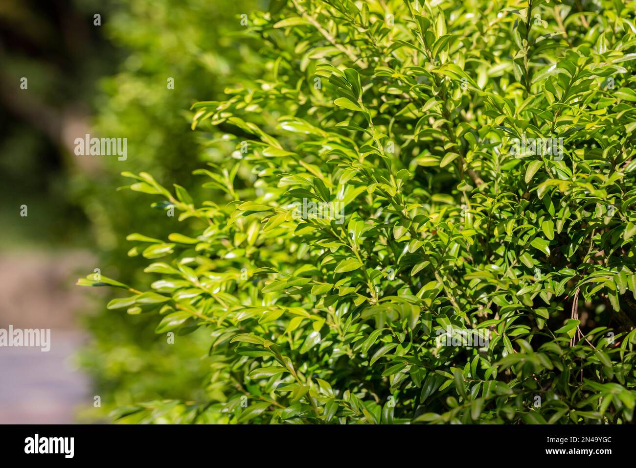 Leaves of boxwood buxus sempervirens on a branch hi-res stock ...