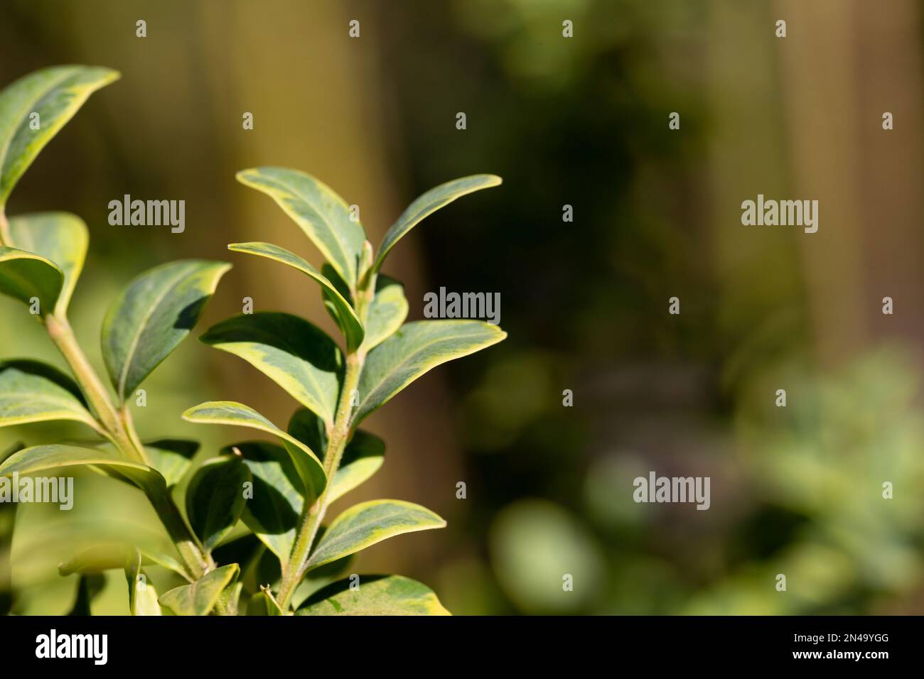 boxwood. Buxus sempervirens with yellow flowers. young boxwood leaves ...