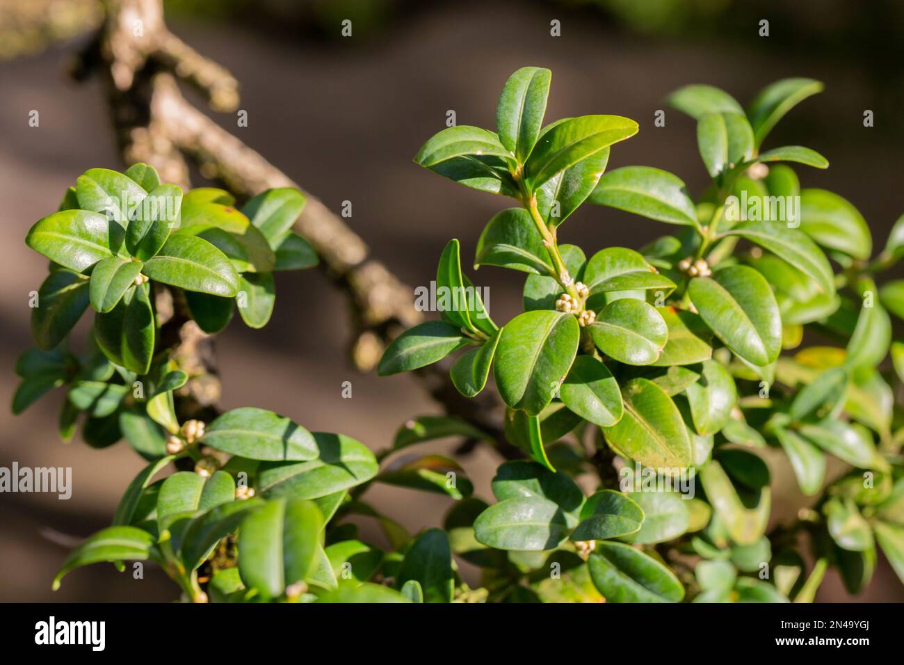 boxwood. Buxus sempervirens with yellow flowers. young boxwood leaves ...