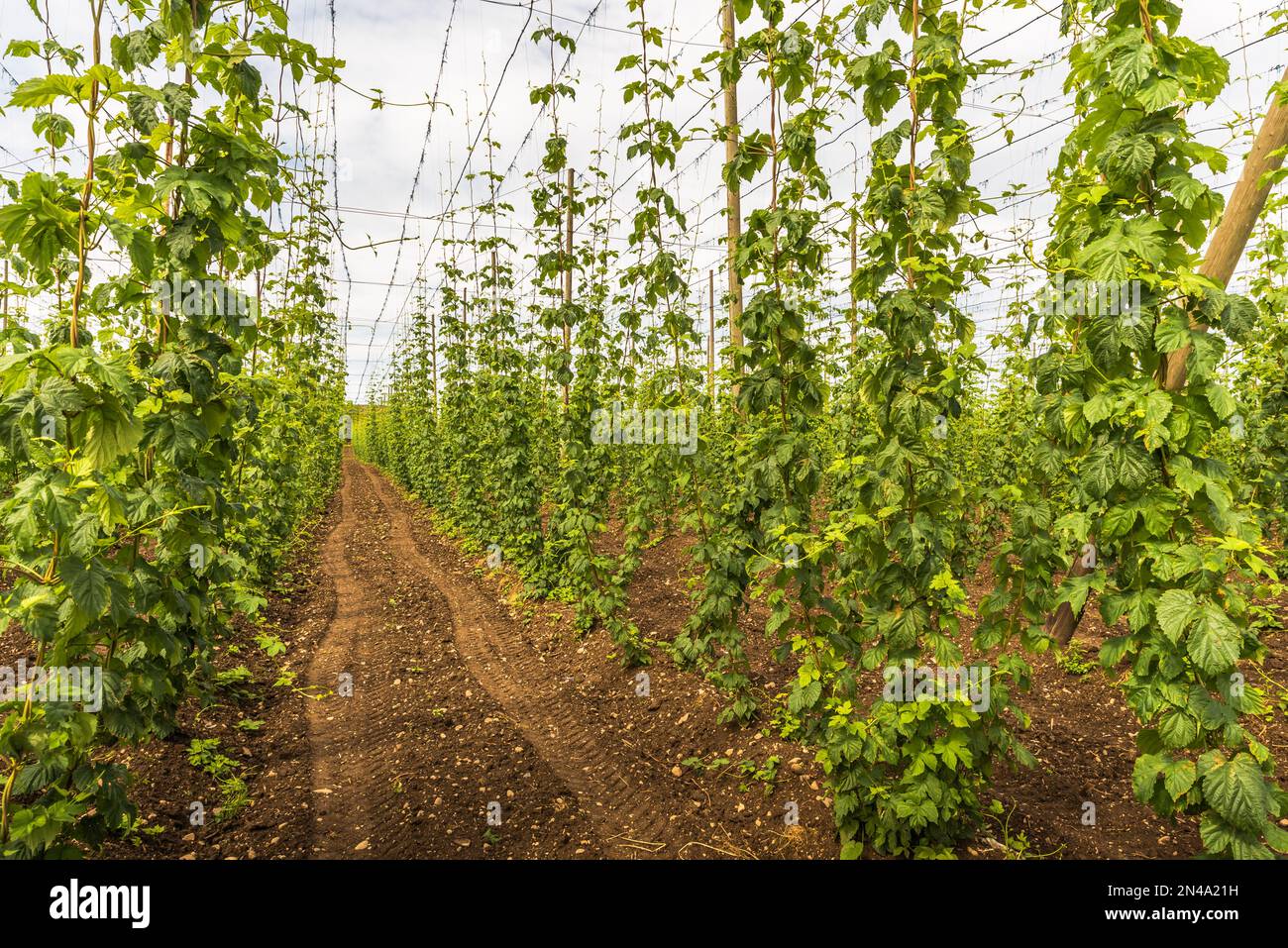 Hop growing region hi-res stock photography and images - Alamy