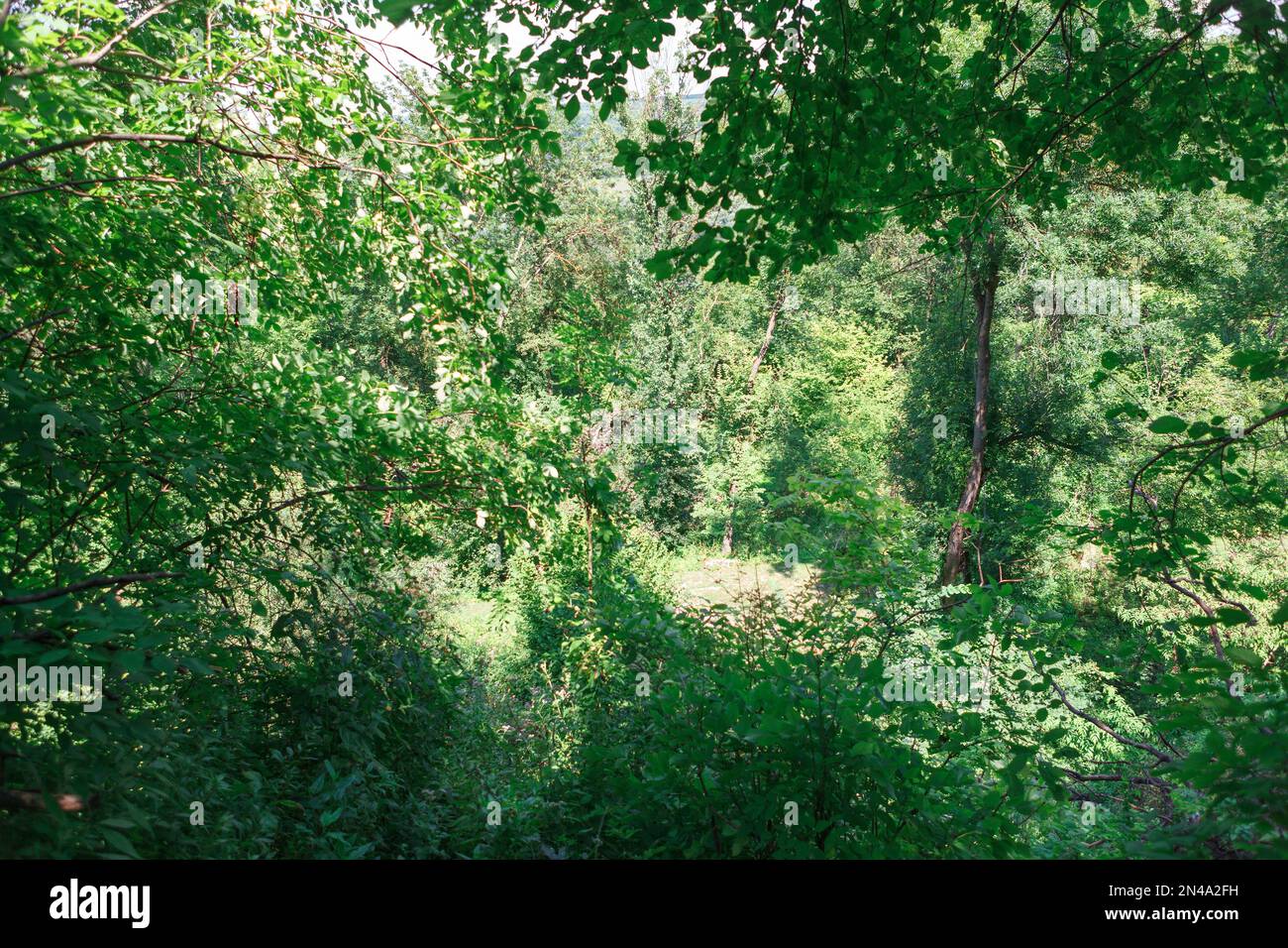 Forest view through the branches . Green trees in woodland Stock Photo ...