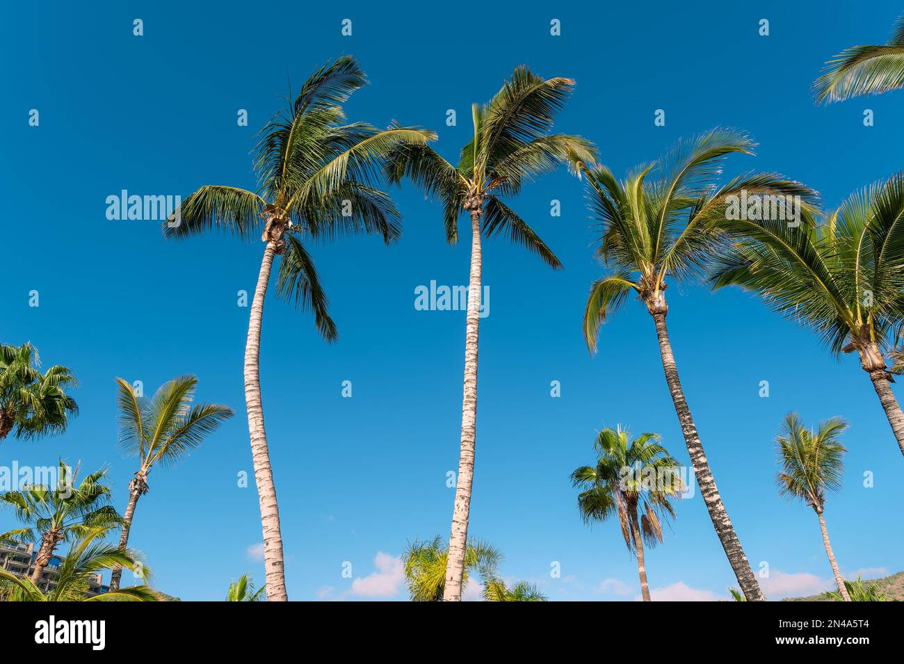 Blue sky tropical palm trees hi-res stock photography and images - Alamy