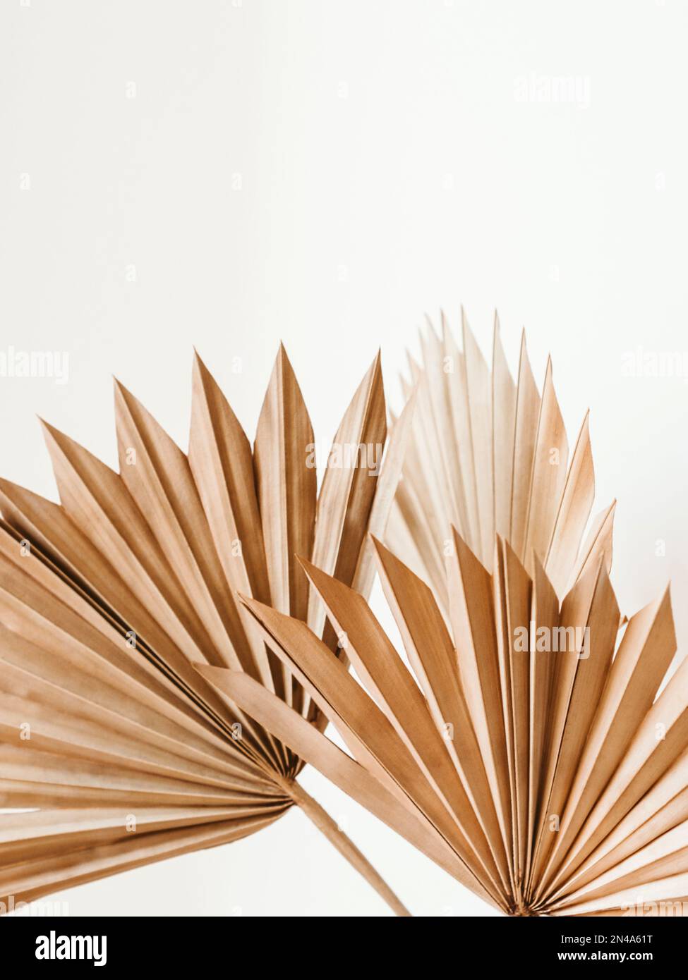 Dry palm leaves on white background. Close up of dried fan shaped ...