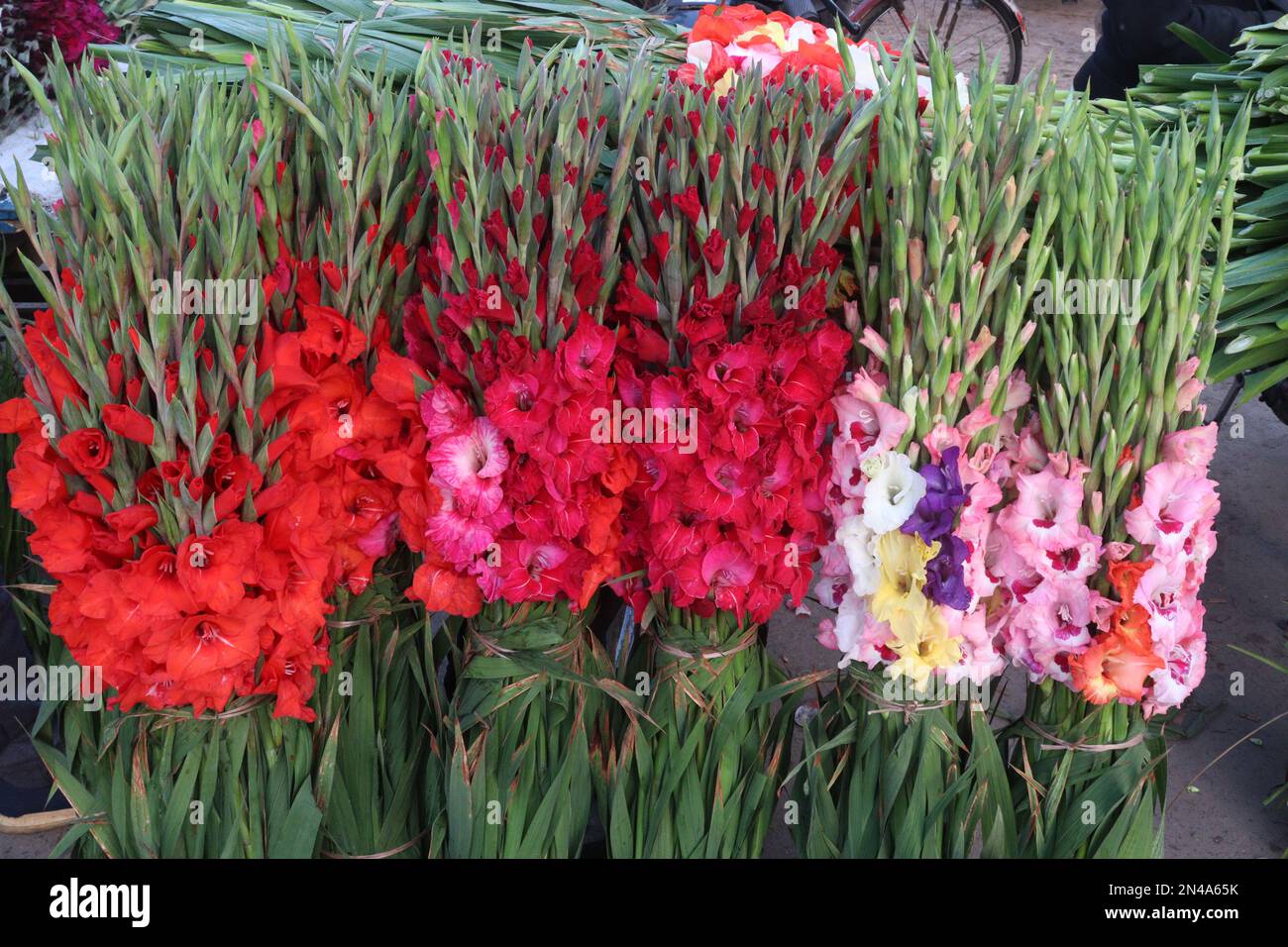 multiple colored gladioluses flower on shop for sell are cash crops Stock Photo - Alamy