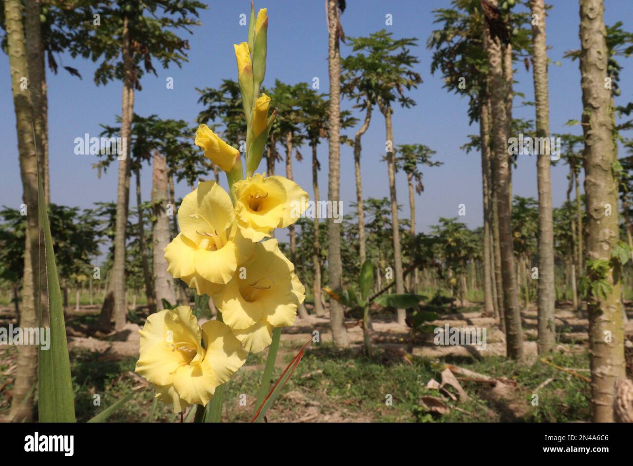 yellow colored gladioluses flower on farm for harvest are cash crops ...