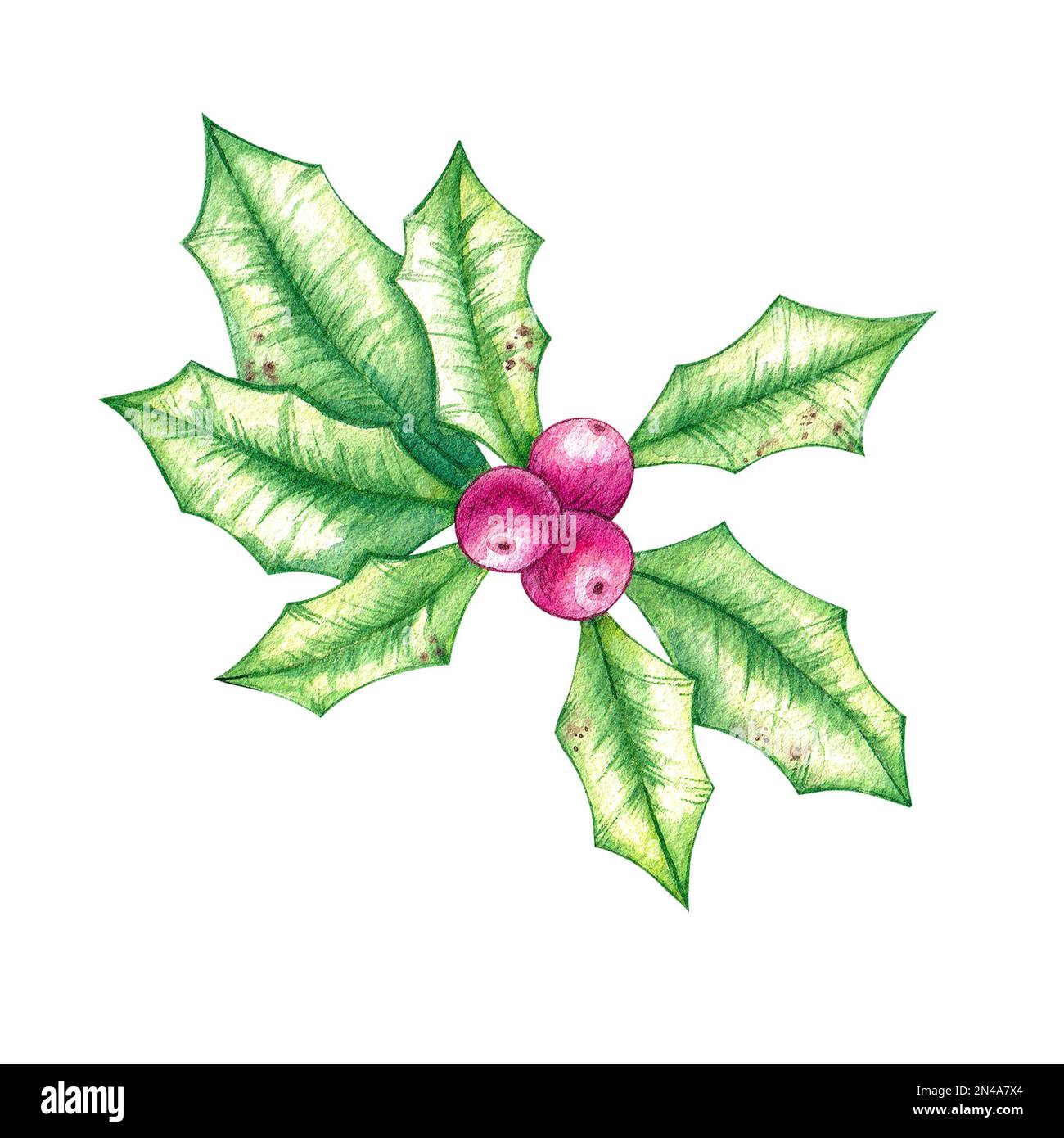Holly Plant Drawing