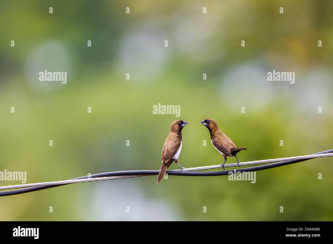 Two Estrildidae sparrows or estrildid finches perched on a power line ...