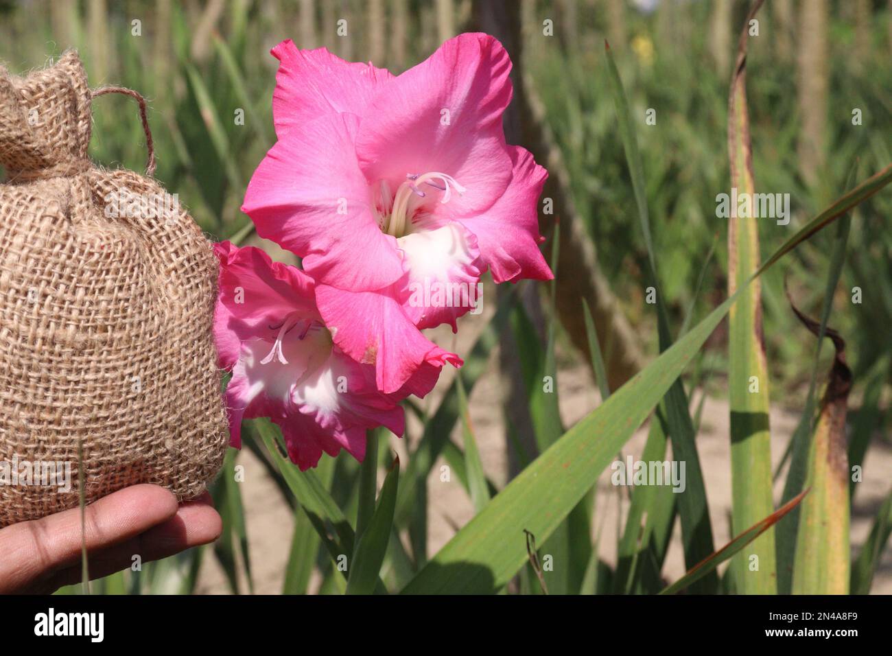pink colored gladioluses flower on farm for harvest are cash crops ...