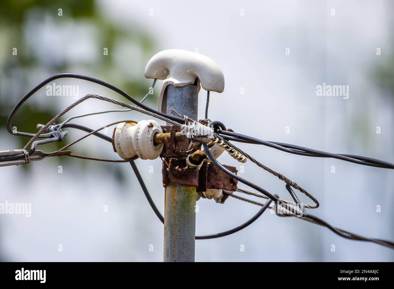 A pair of Estrildidae sparrows or estrildid finches hiding behind a ...