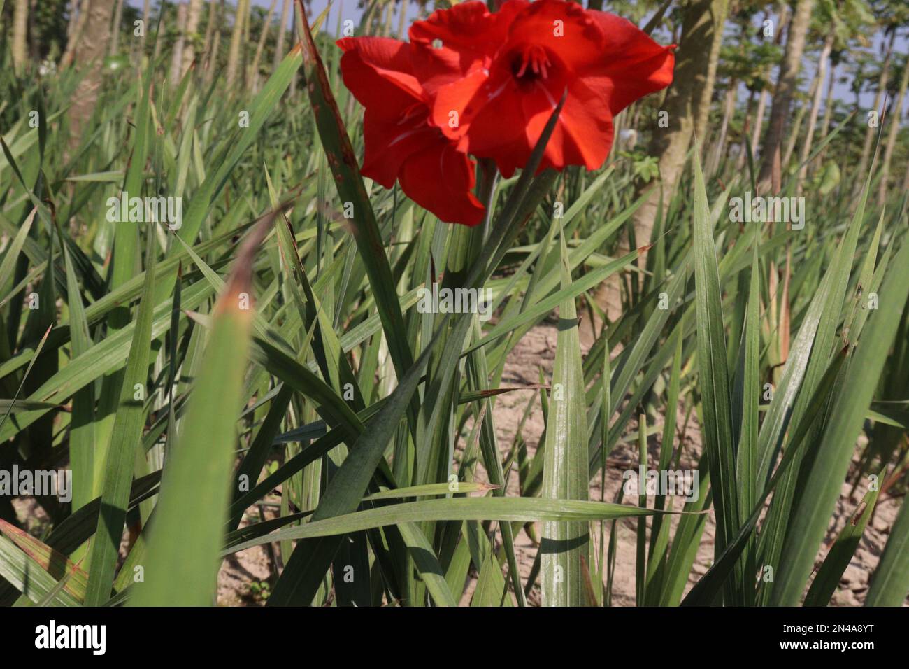 red colored gladioluses flower on farm in field for harvest are cash ...
