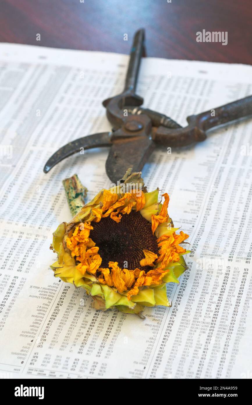 withered sunflower and rusty secateurs lying on newspaper page on the ...