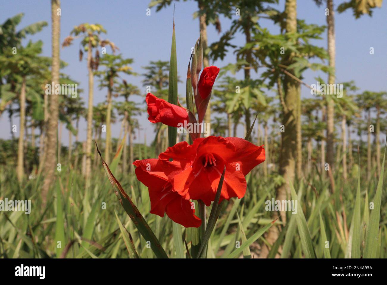 red colored gladioluses flower on farm for harvest are cash crops Stock ...