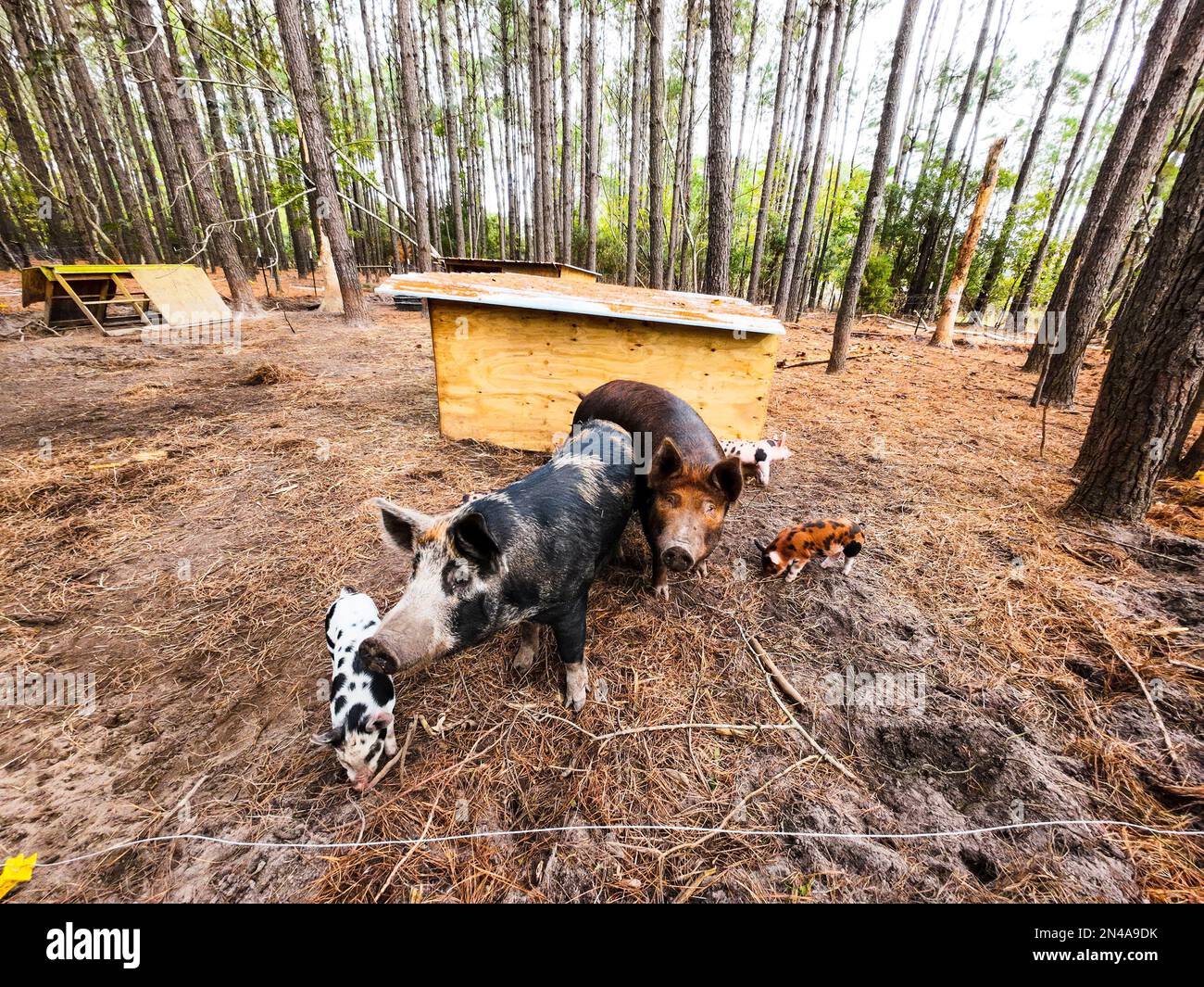 The pigs in the forest with deciduous trees Stock Photo - Alamy