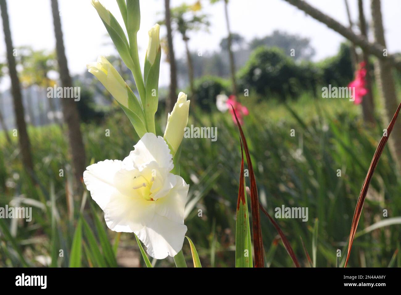 white colored gladioluses flower on farm for harvest are cash crops ...