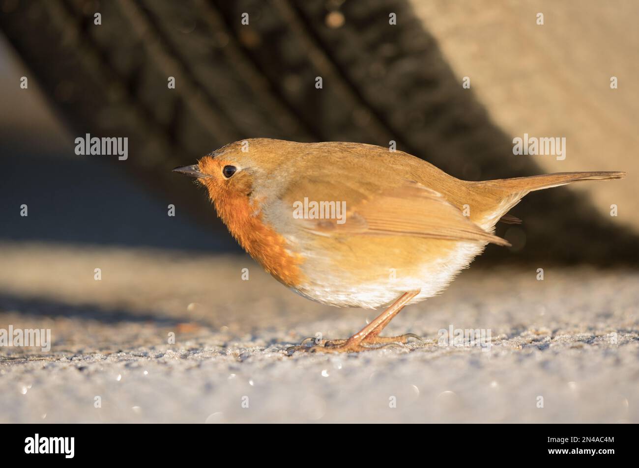 Robin frosty morning hi-res stock photography and images - Alamy