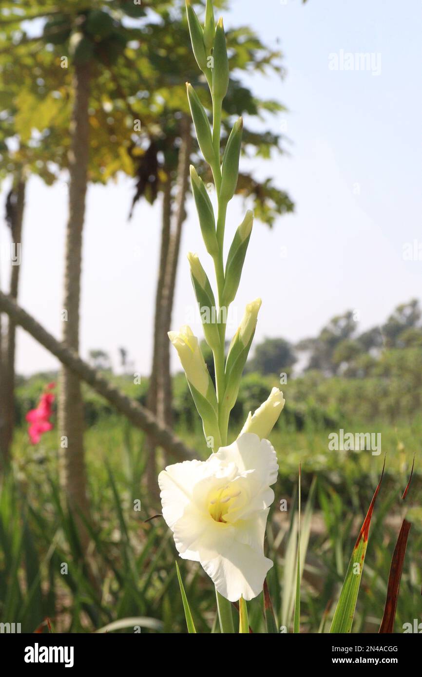 white colored gladioluses flower on farm for harvest are cash crops ...