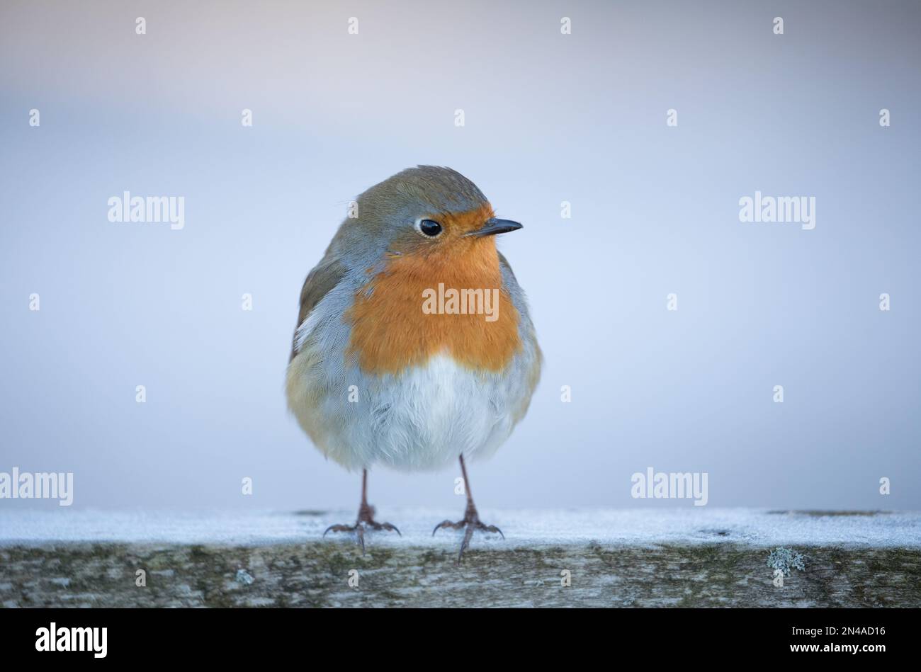 Robins aire valley hi-res stock photography and images - Alamy