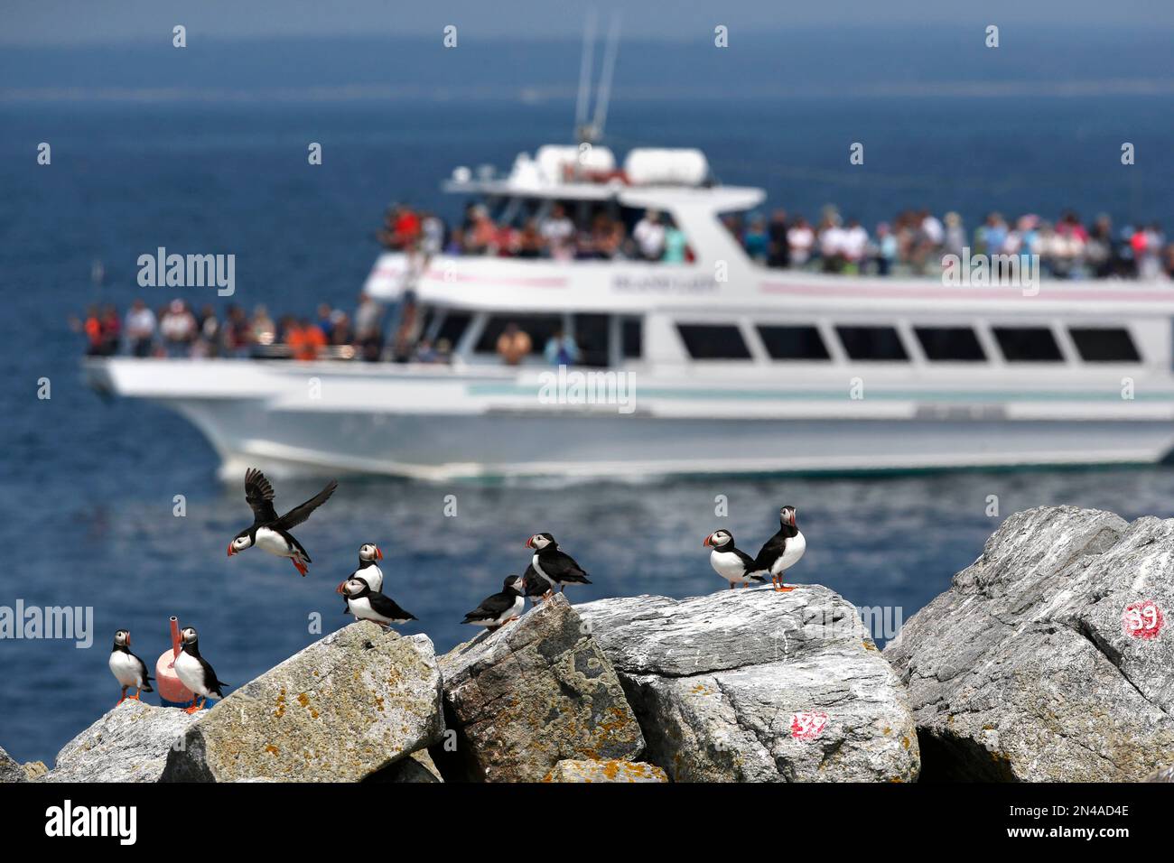 In this photo made Friday, Aug. 1, 2014, a puffin-viewing tour boat ...