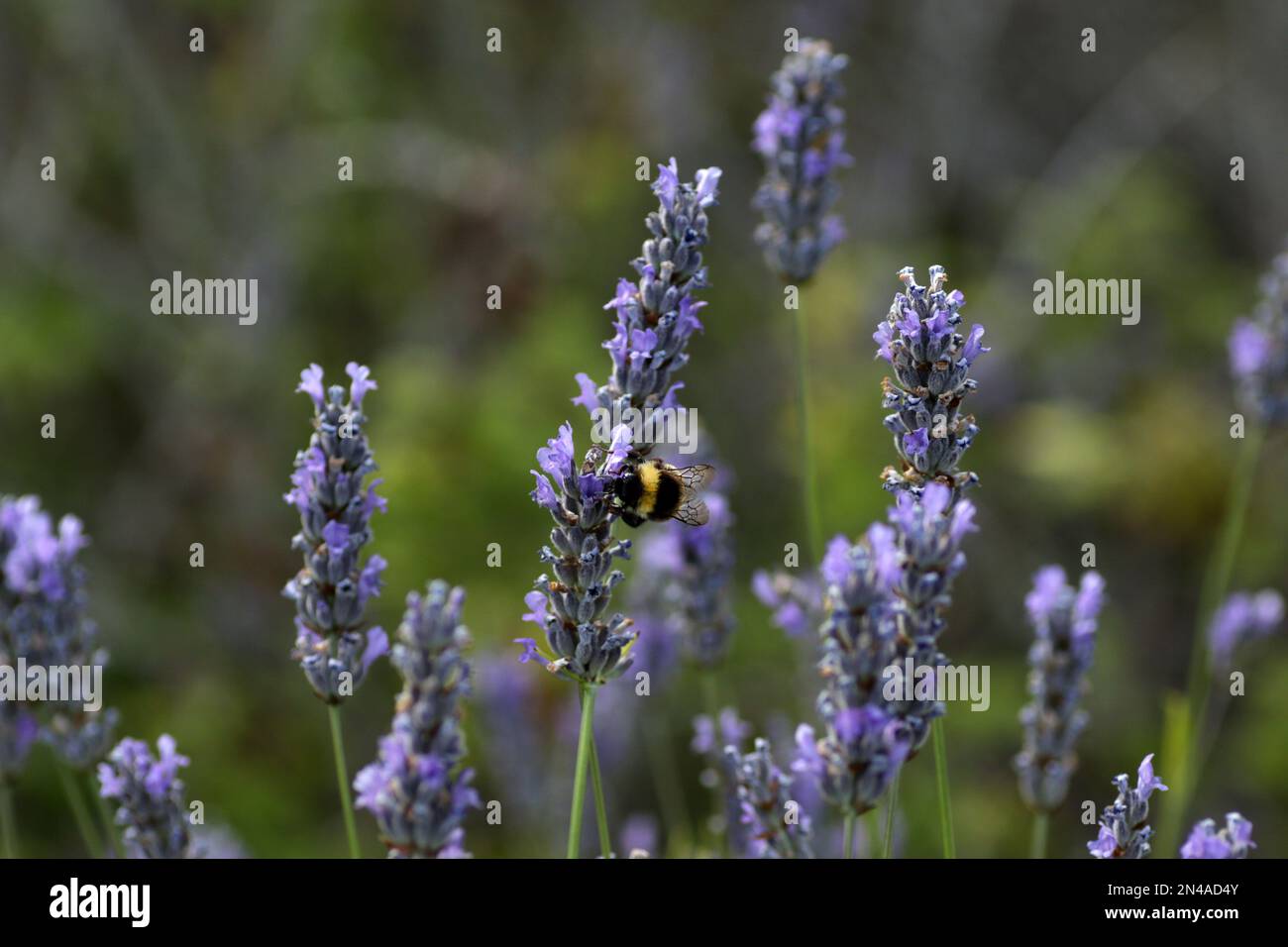 Bee on the lavender, Brusje, Hvar Island, Croatia Stock Photo - Alamy