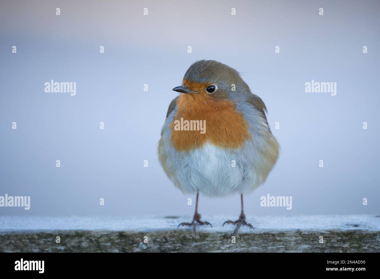 Robin on a frosty morning at RSPB St Aidan's Stock Photo - Alamy
