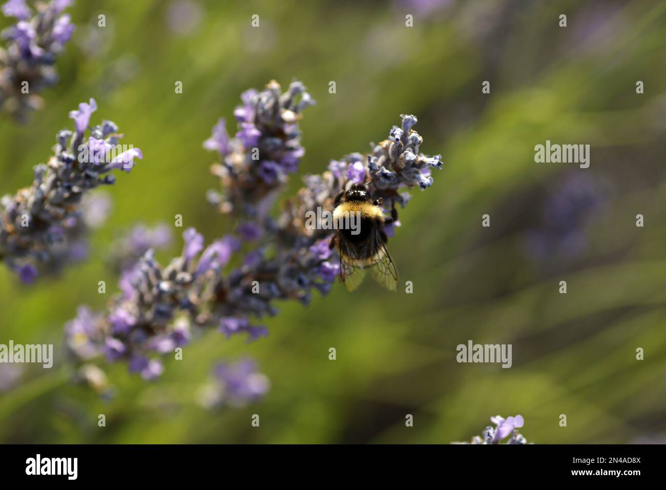 Bee on the lavender, Brusje, Hvar Island, Croatia Stock Photo - Alamy