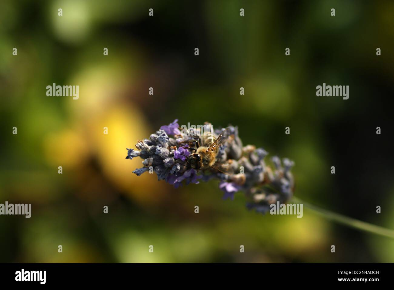 Bee on the lavender, Brusje, Hvar Island, Croatia Stock Photo - Alamy
