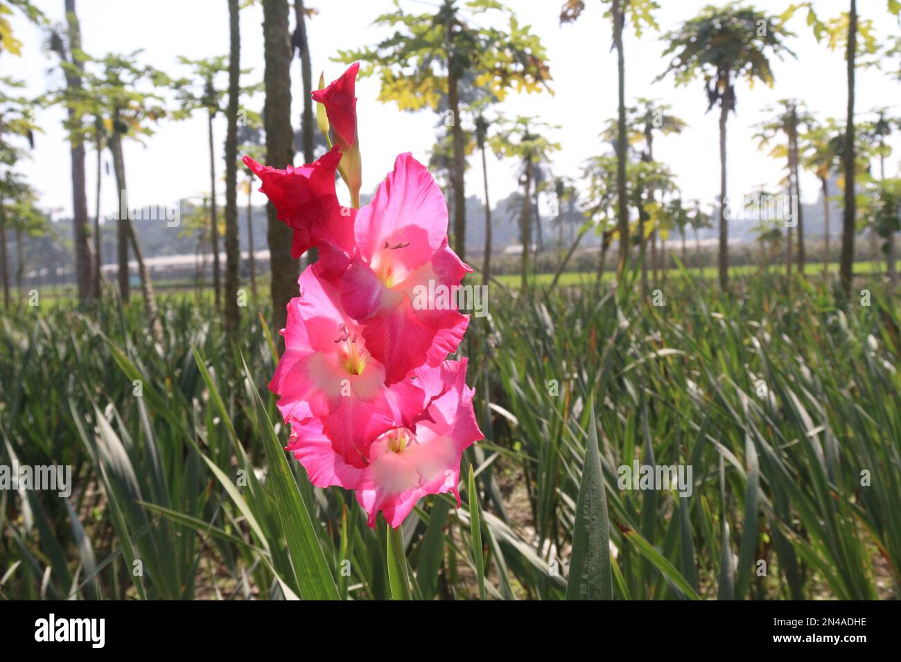 pink colored gladioluses flower on farm for harvest are cash crops Stock Photo - Alamy