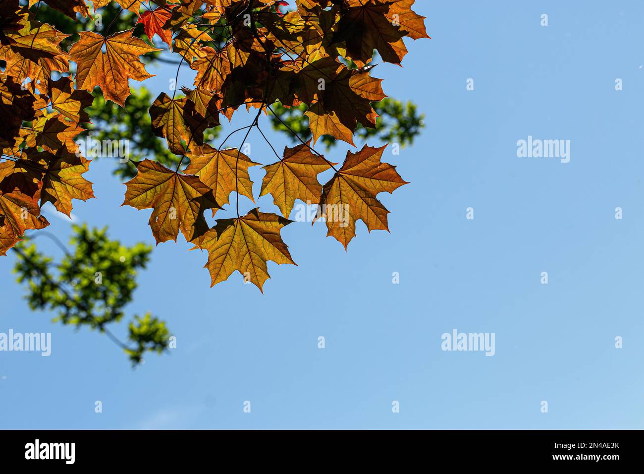 Sycamore fig tree hi-res stock photography and images - Alamy