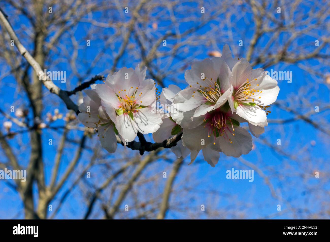 Prunus dulcis big tree hi-res stock photography and images - Alamy