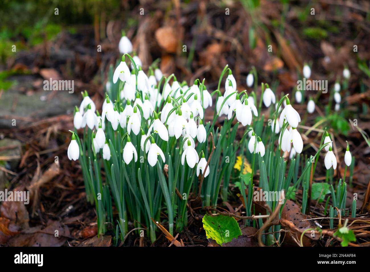 White snowdrops nivalis galanthus in bloom in woodland in February 2023 ...