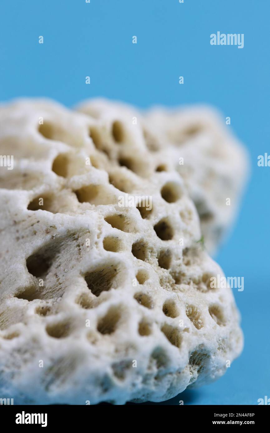 Fossilized coral hi-res stock photography and images - Alamy