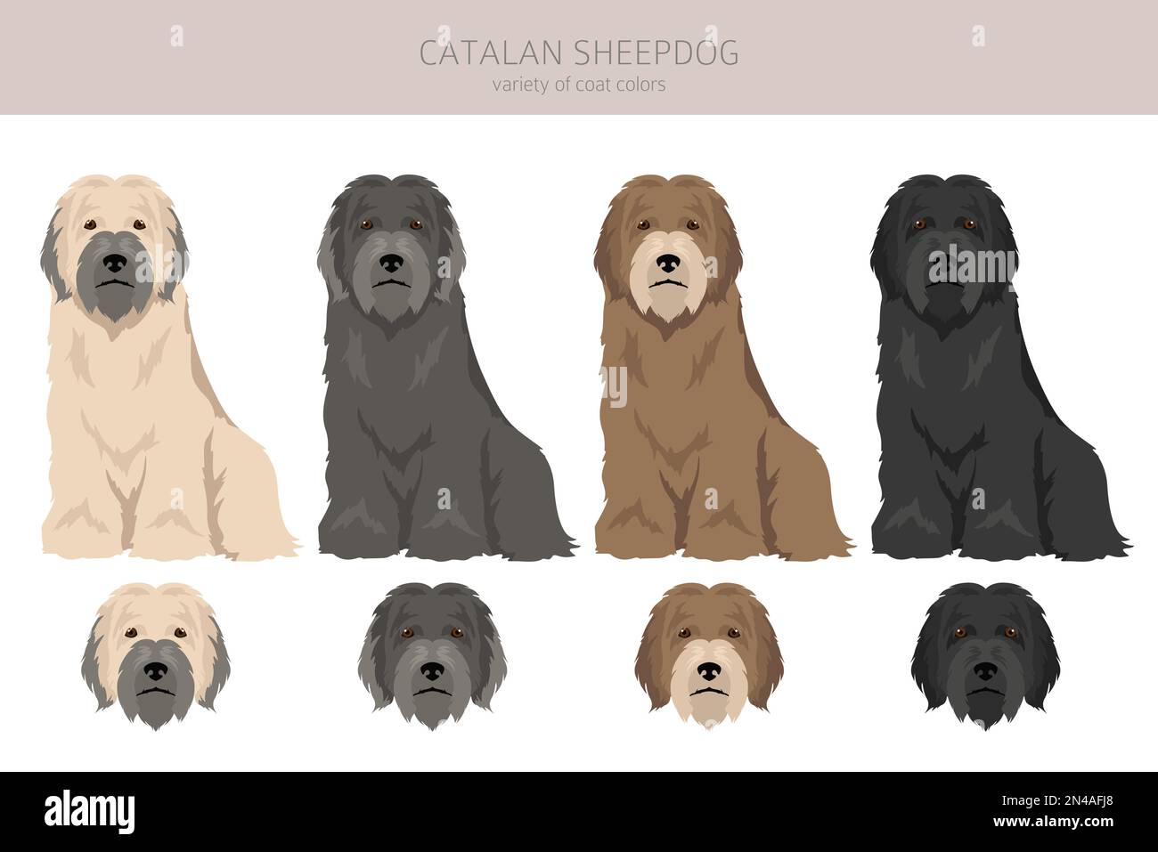 Catalan Sheepdog clipart. Different poses, coat colors set. Vector ...