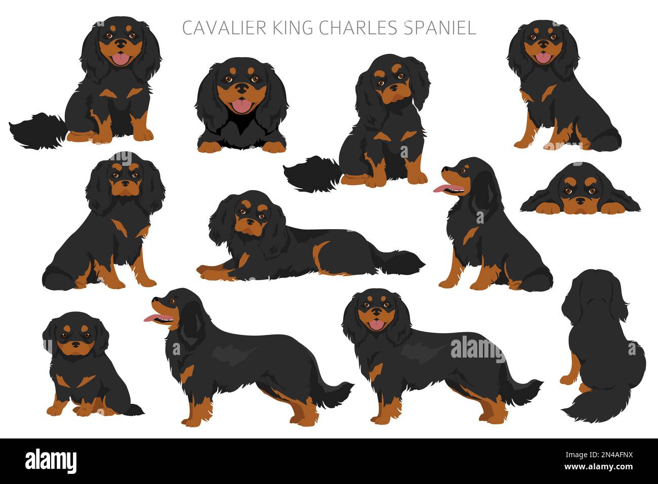 Cavalier King Charles Spaniel clipart. All coat colors set. Different ...