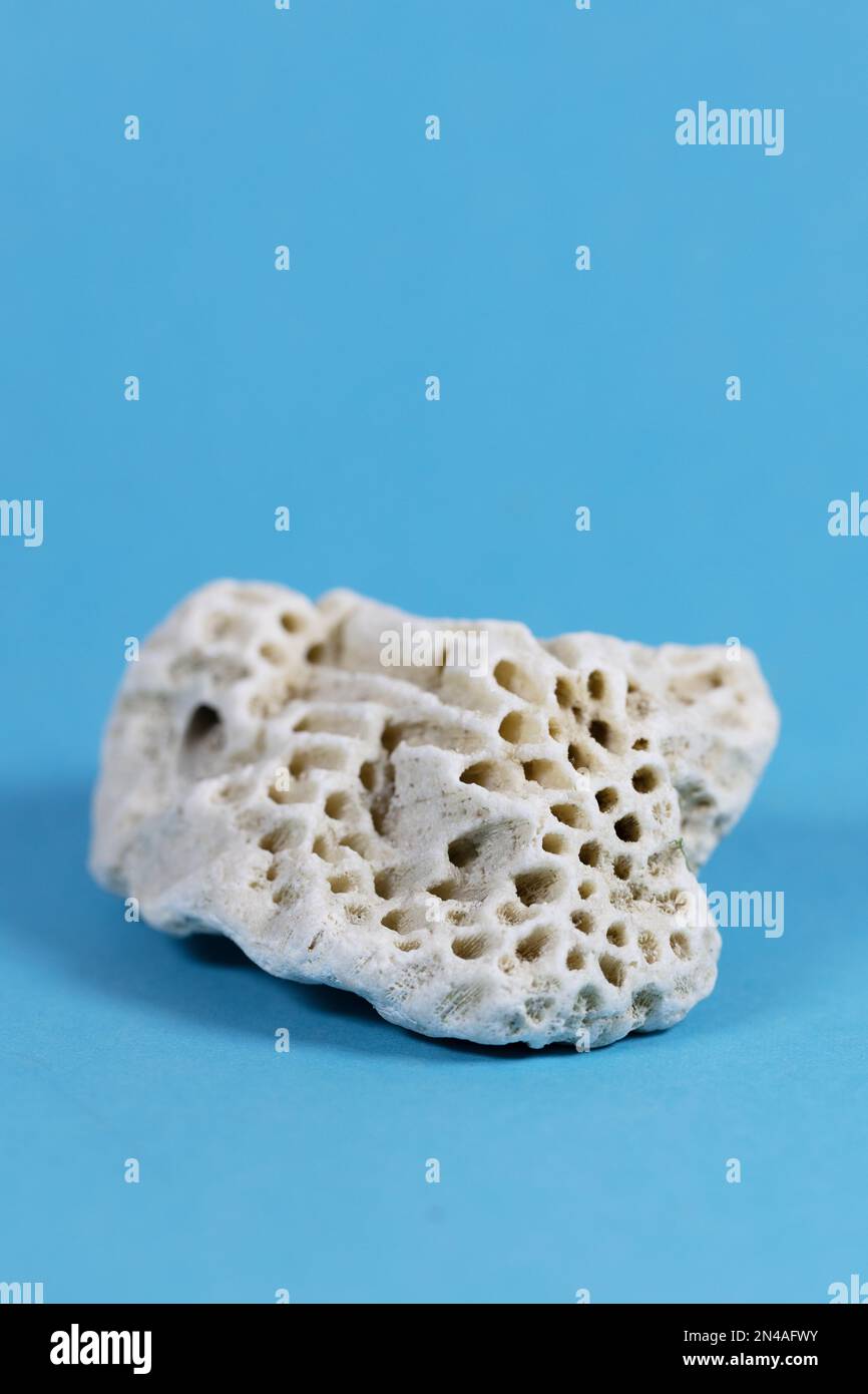 A chunk of fossilized coral against a blue background Stock Photo - Alamy