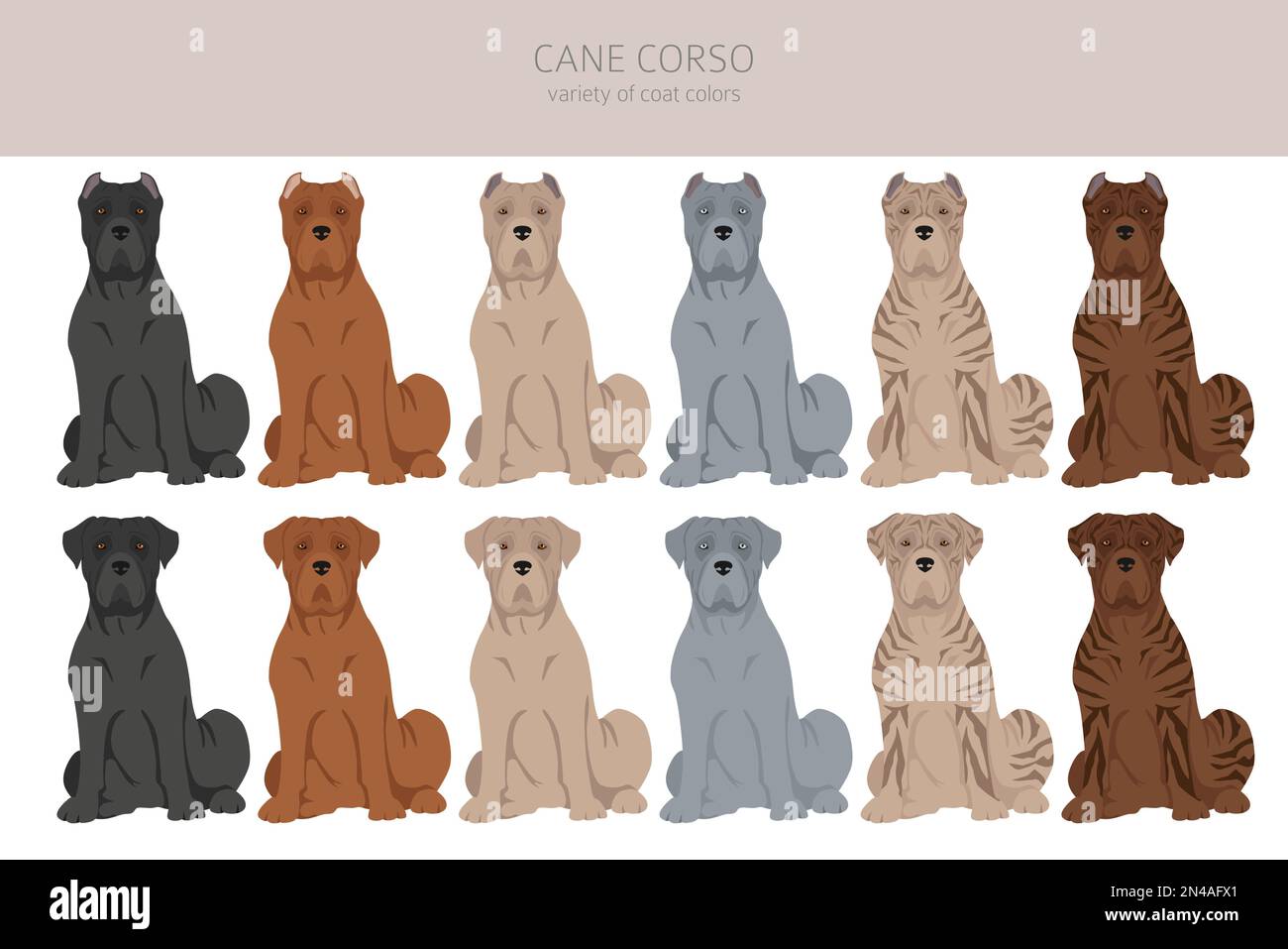 Cane corso clipart. Different poses, coat colors set. Vector ...